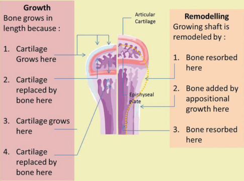 Bone Growth and Development a Complete Guide - HealthPulls