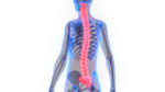 Spinal Shock: Causes, Symptoms, Diagnosis & Treatment - HealthPulls